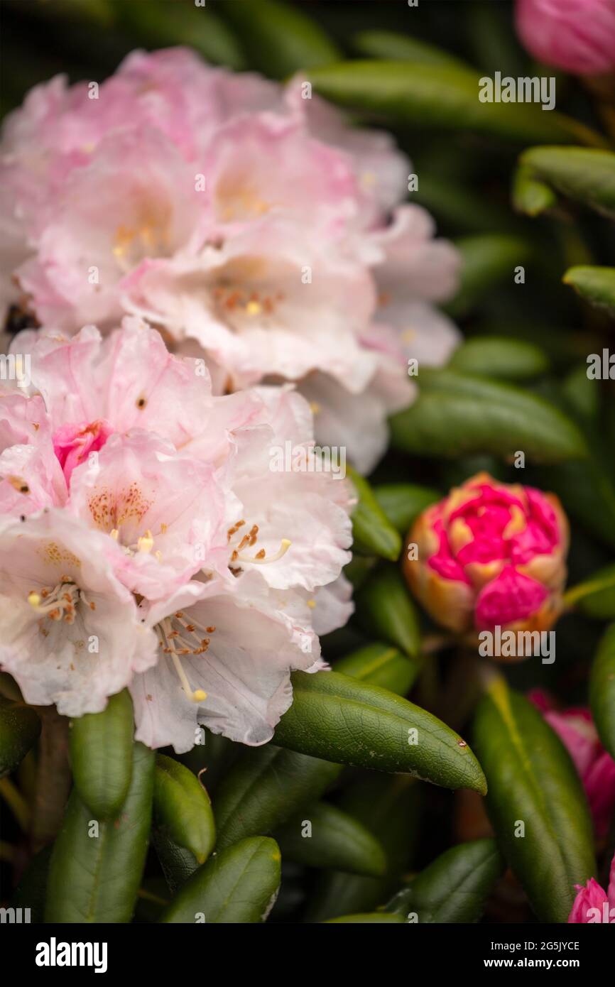 Beautiful Rhododendron yakushimanum 'Koichiro Wada’ flowering profusely ...