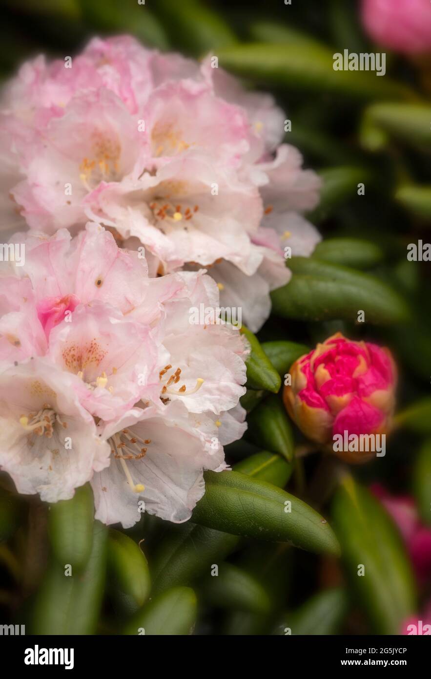 Beautiful Rhododendron yakushimanum 'Koichiro Wada’ flowering profusely ...