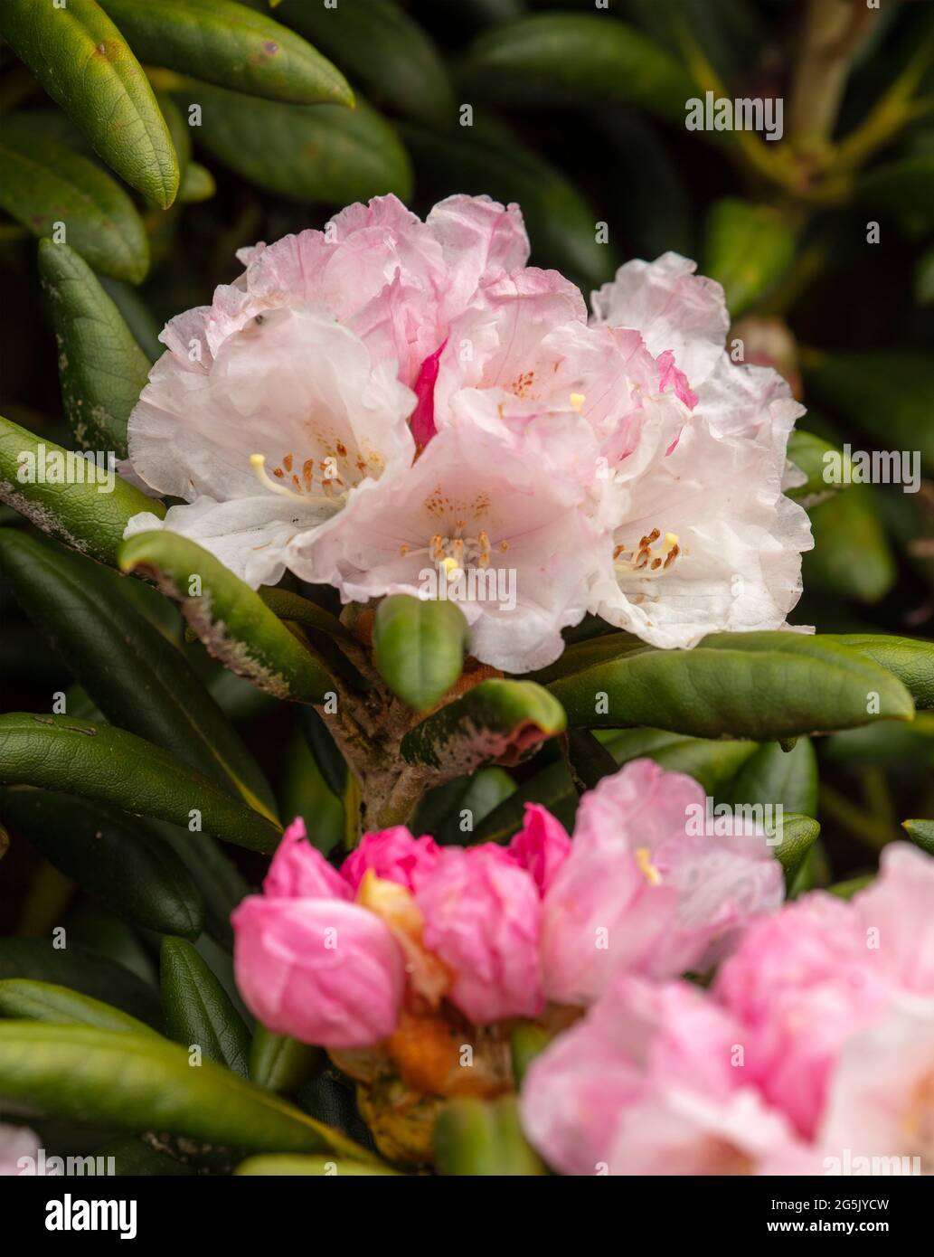 Beautiful Rhododendron yakushimanum 'Koichiro Wada’ flowering profusely ...