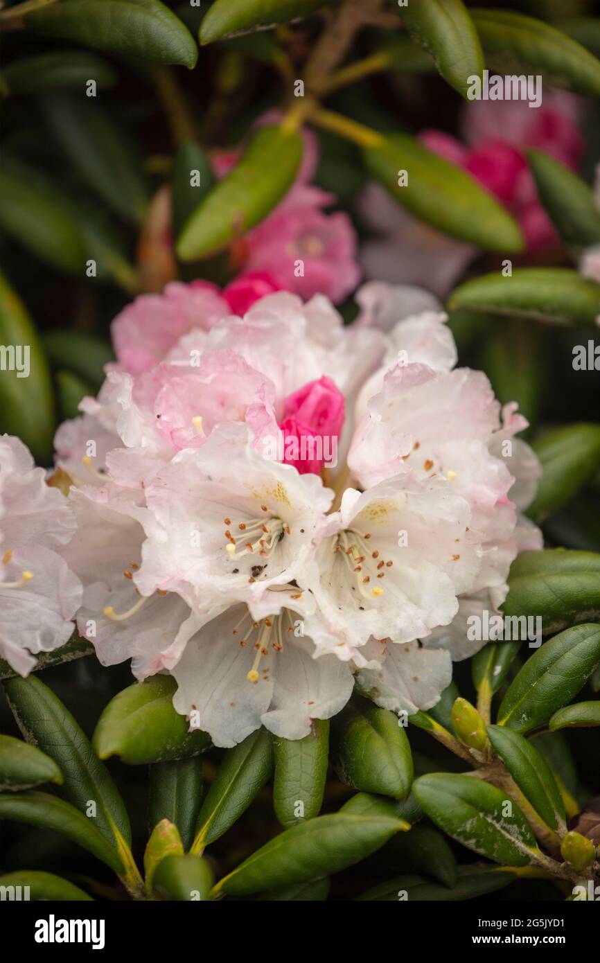 Beautiful Rhododendron yakushimanum 'Koichiro Wada’ flowering profusely ...