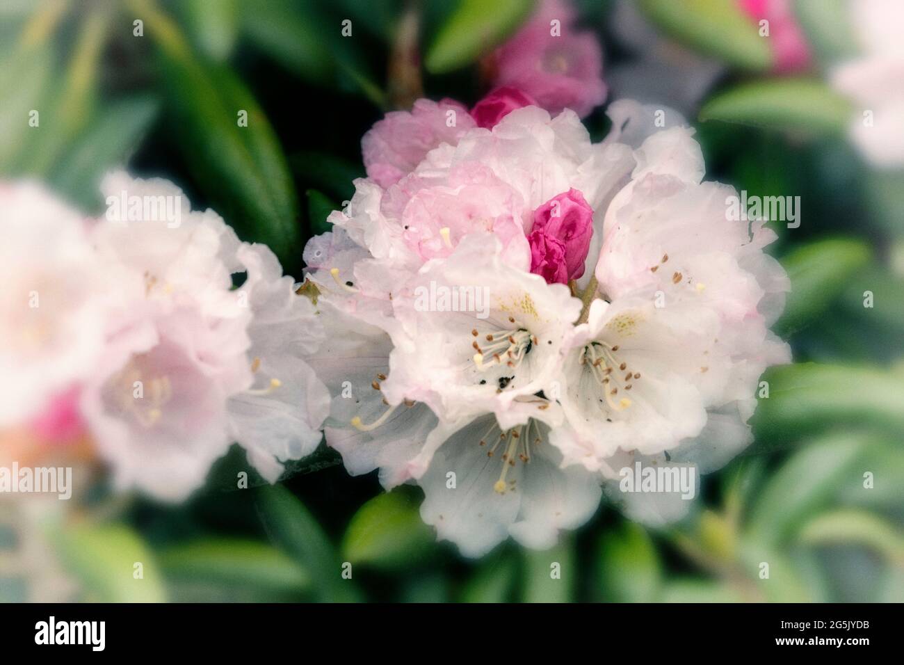 Beautiful Rhododendron yakushimanum 'Koichiro Wada’ flowering profusely ...
