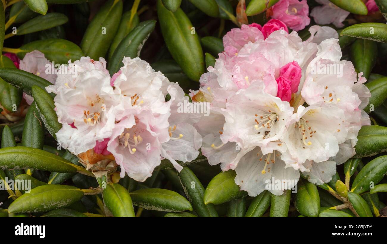 Beautiful Rhododendron yakushimanum 'Koichiro Wada’ flowering profusely ...