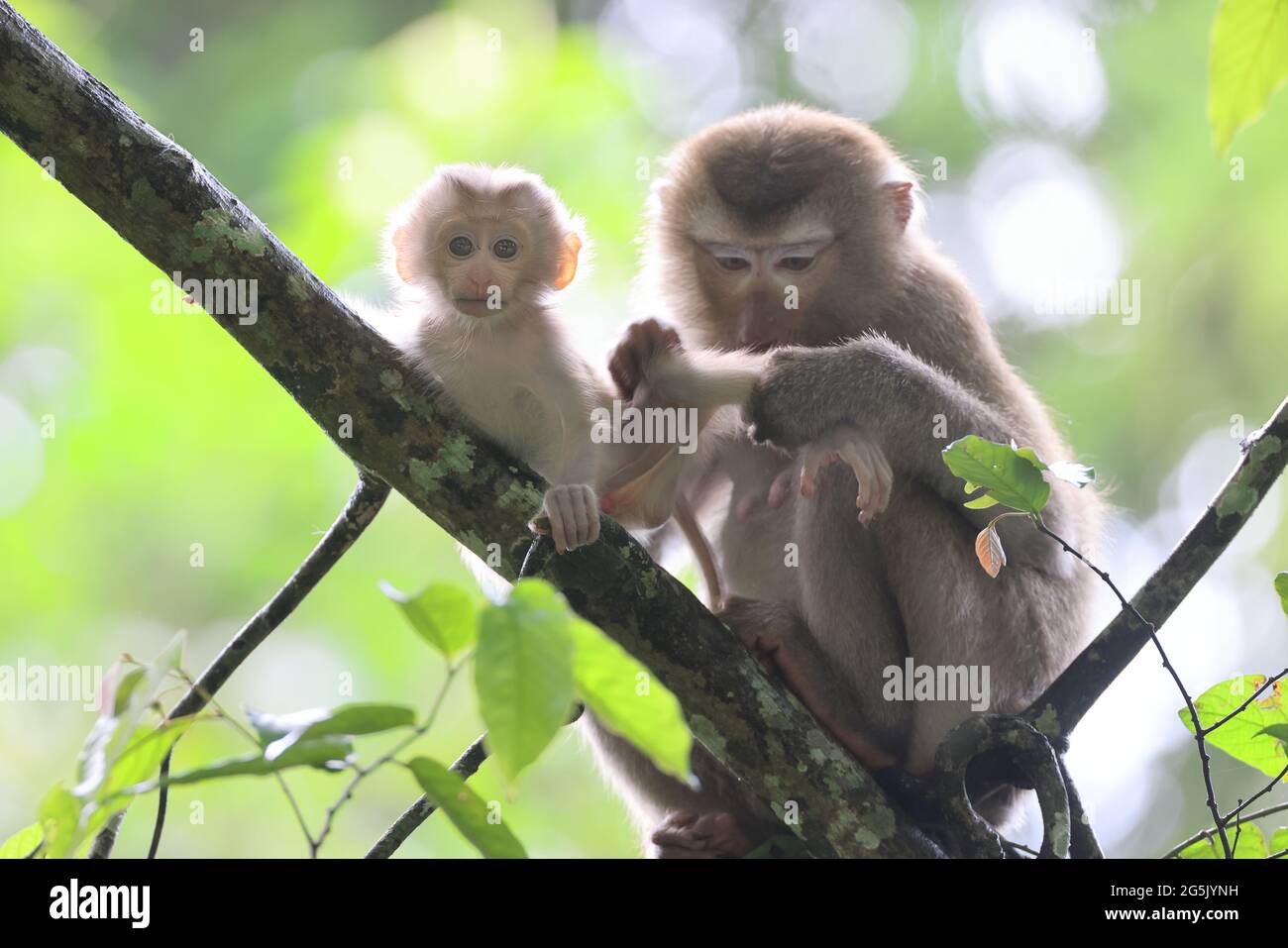 Stump tailed macaque hi-res stock photography and images - Alamy