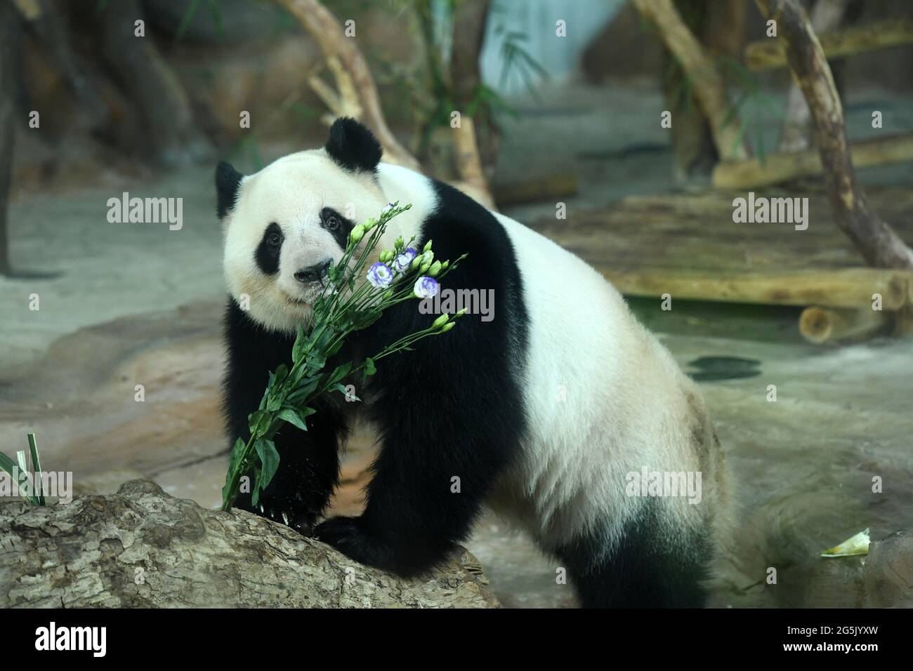 Nanning, China. 27th June, 2021. The brother and sister pandas are ...
