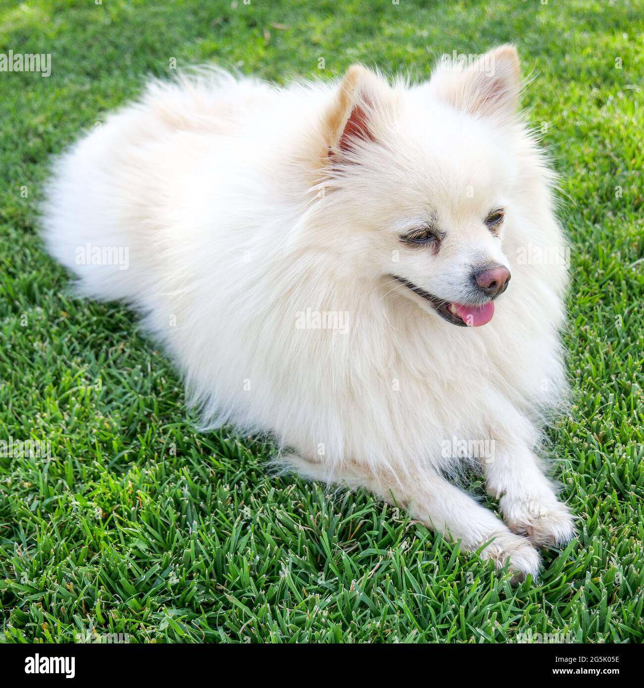 Chihuaha hi-res stock photography and images - Alamy