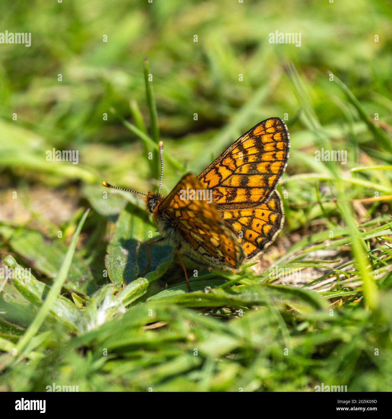 Marsh Fritillary Wing High Resolution Stock Photography and Images - Alamy