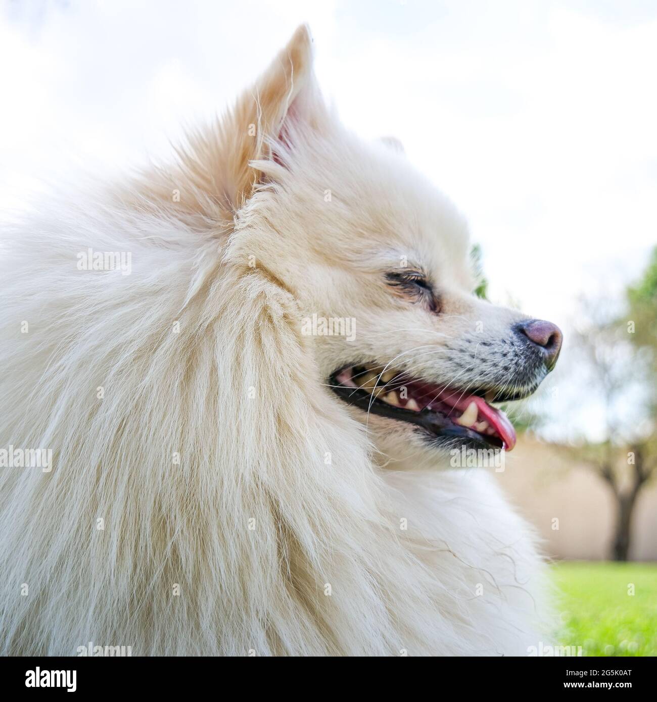 Chihuaha hi-res stock photography and images - Alamy