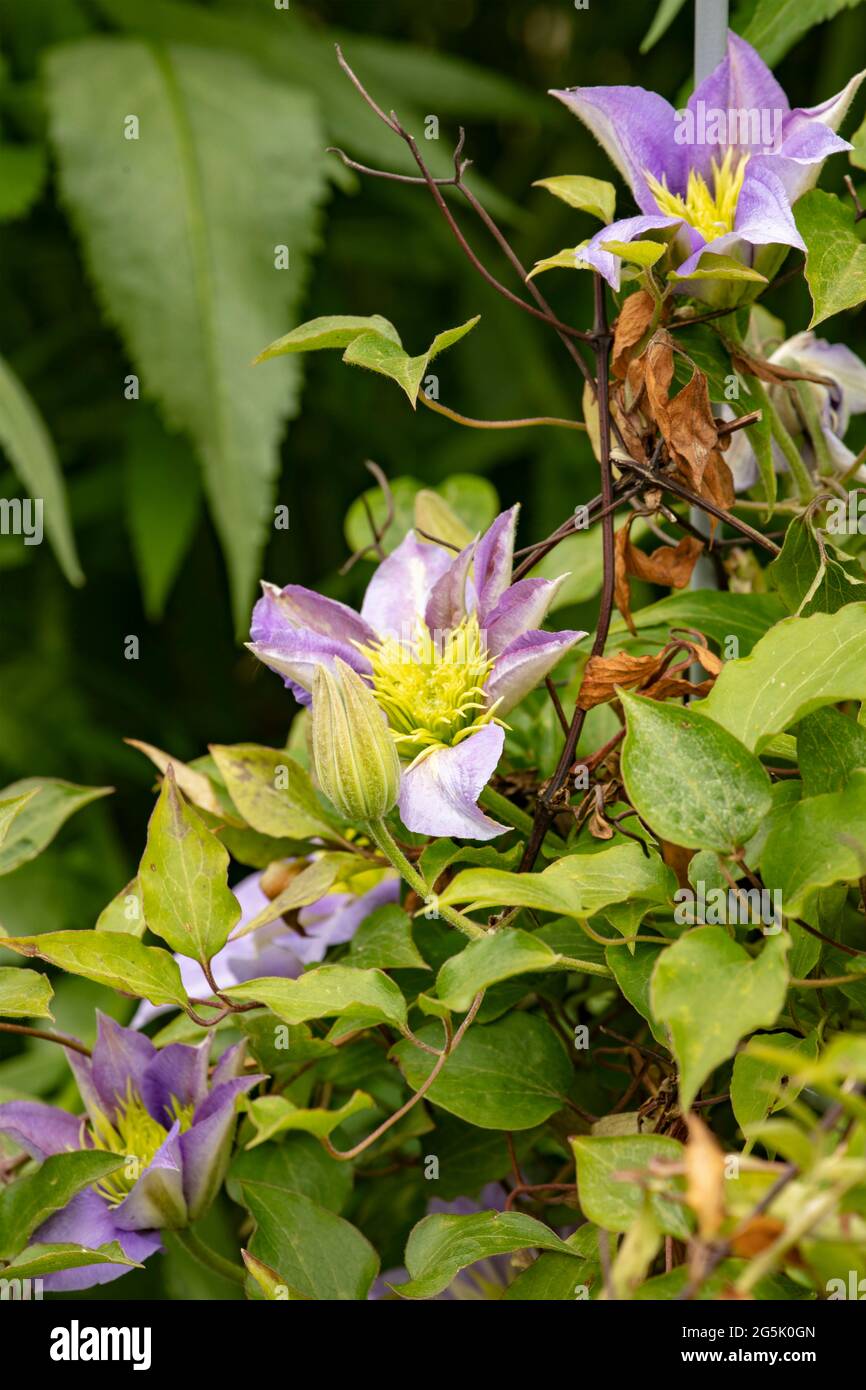 Clematis Elodi (Clematis 'Evipo115'), flowers. Natural plant portrait ...