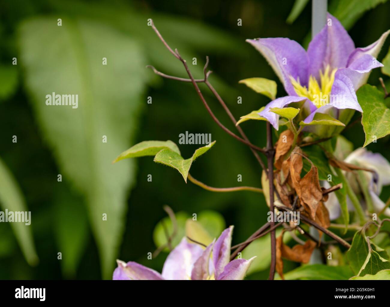 single Clematis Elodi ('Evipo115') (Tudor Patio Series) bloom and ...