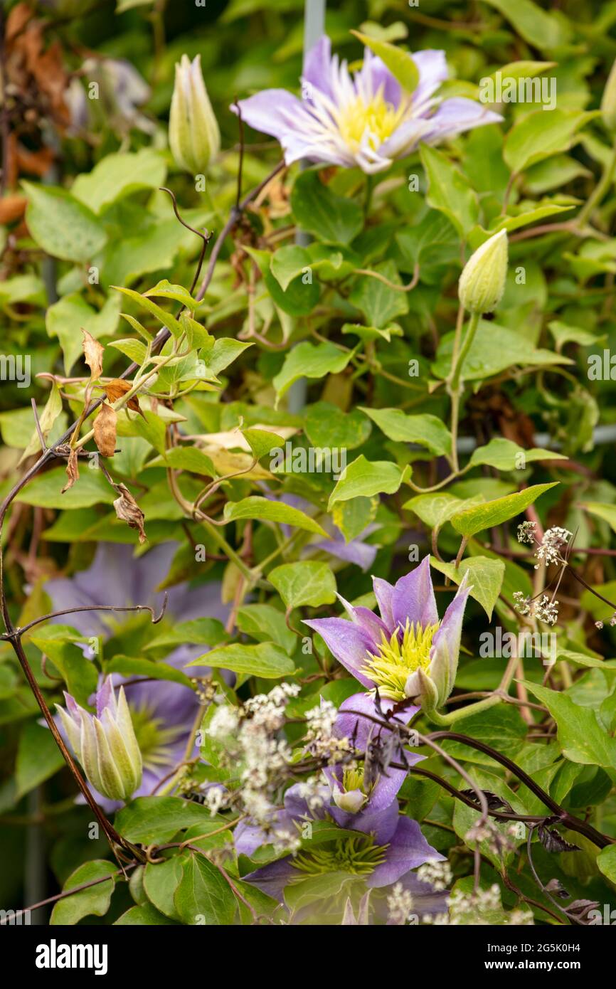 Clematis Elodi (Clematis 'Evipo115'), flowers. Natural plant portrait ...