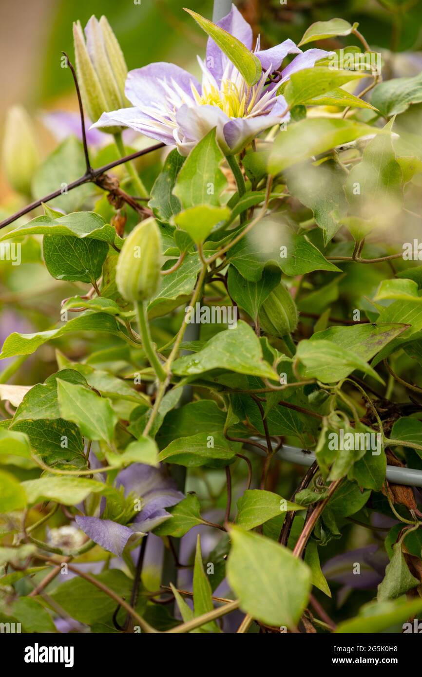 Clematis Elodi (Clematis 'Evipo115'), flowers. Natural plant portrait ...