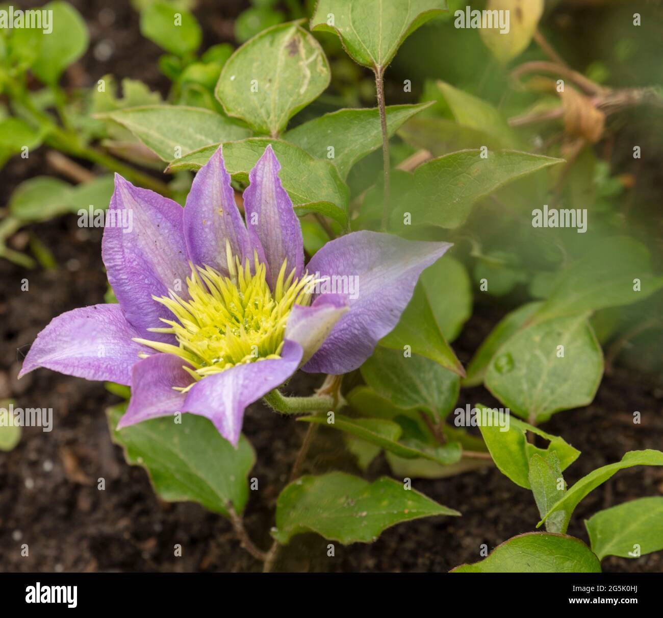 Clematis Elodi (Clematis 'Evipo115'), flowers. Natural plant portrait ...