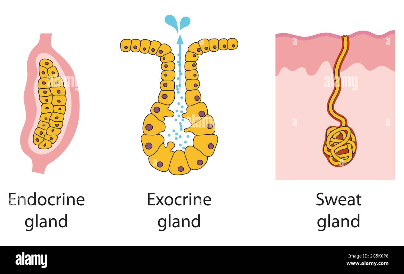 Respiration diagram hi-res stock photography and images - Alamy