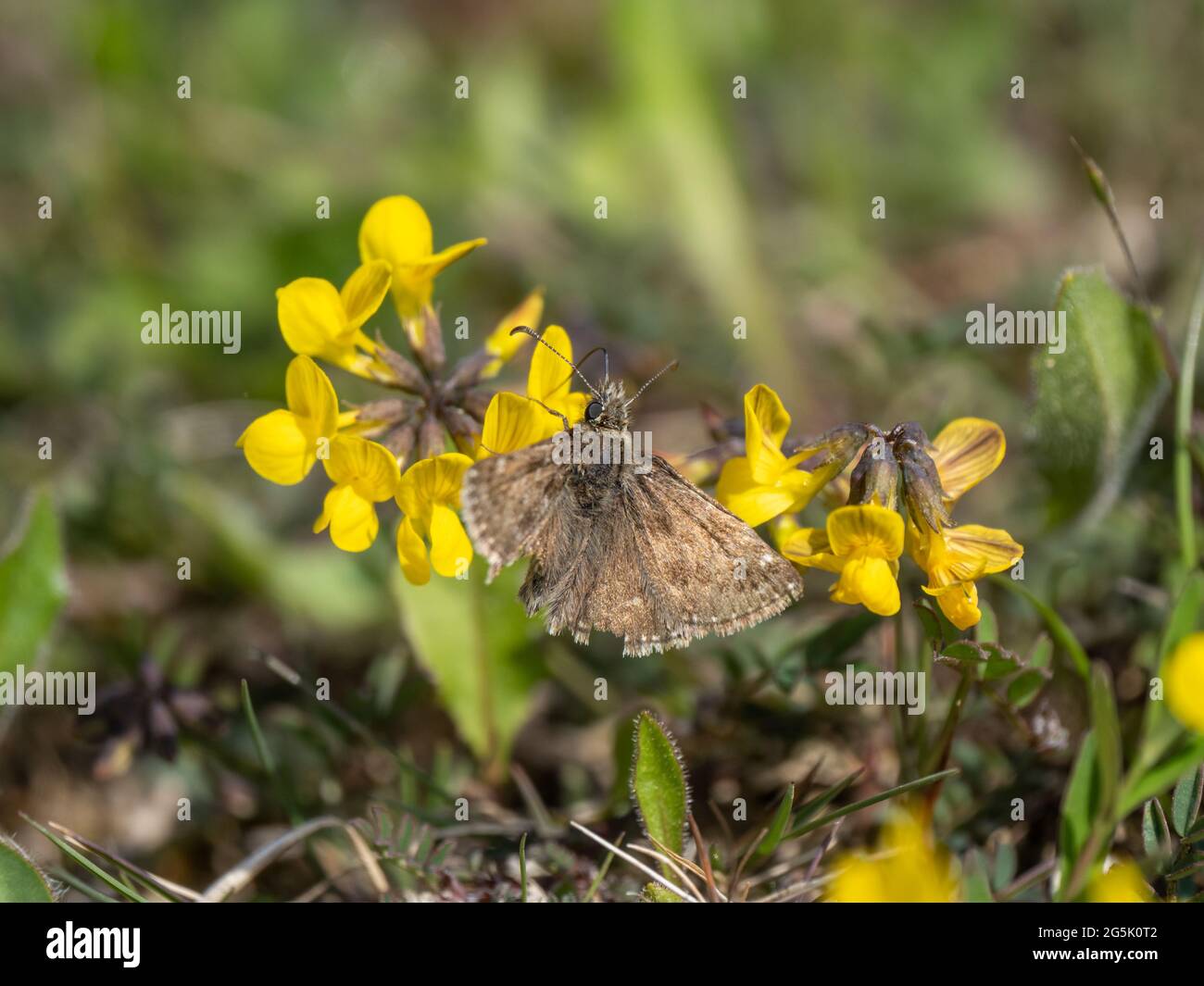 Kidney vetch insect hi-res stock photography and images - Alamy
