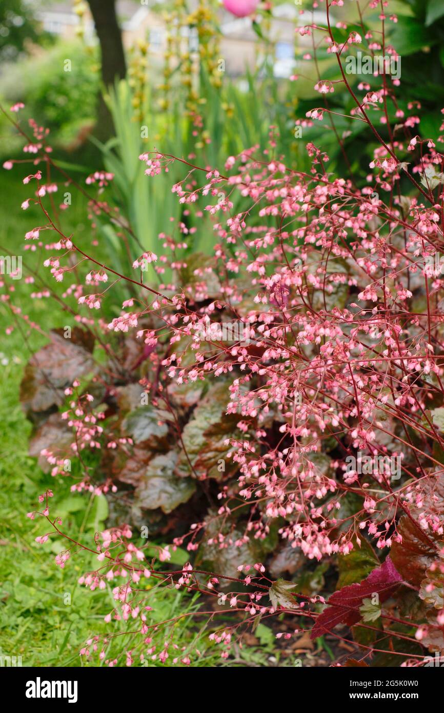 Heuchera 'Rachel' coral bells in a garden border displaying ...