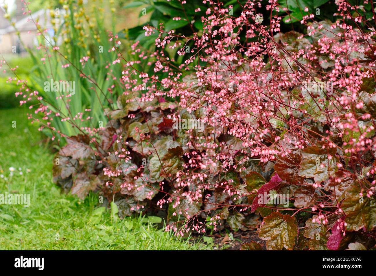 Heuchera 'Rachel' coral bells in a garden border displaying ...