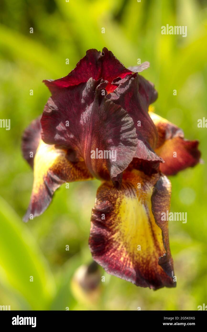 Bearded Iris Provencal in late spring sunshine, natural plant portrait ...