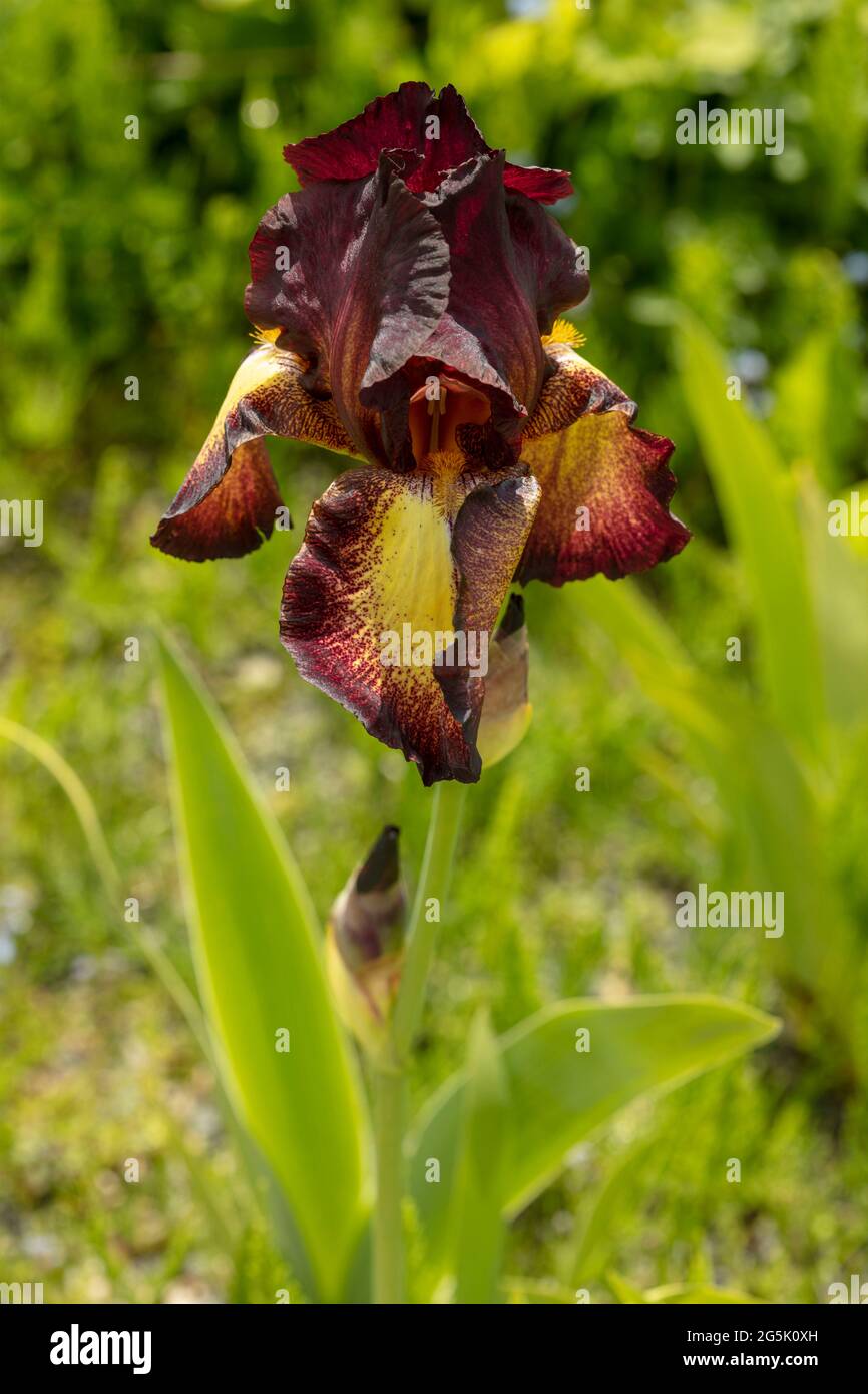 Bearded Iris Provencal in late spring sunshine, natural plant portrait ...
