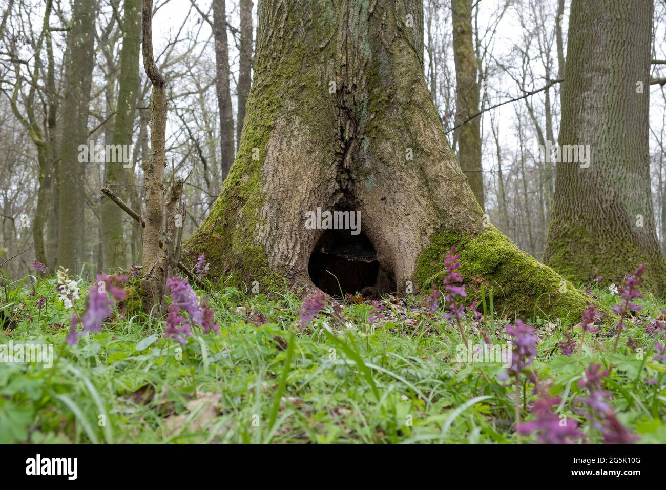 The big hollow hi-res stock photography and images - Alamy
