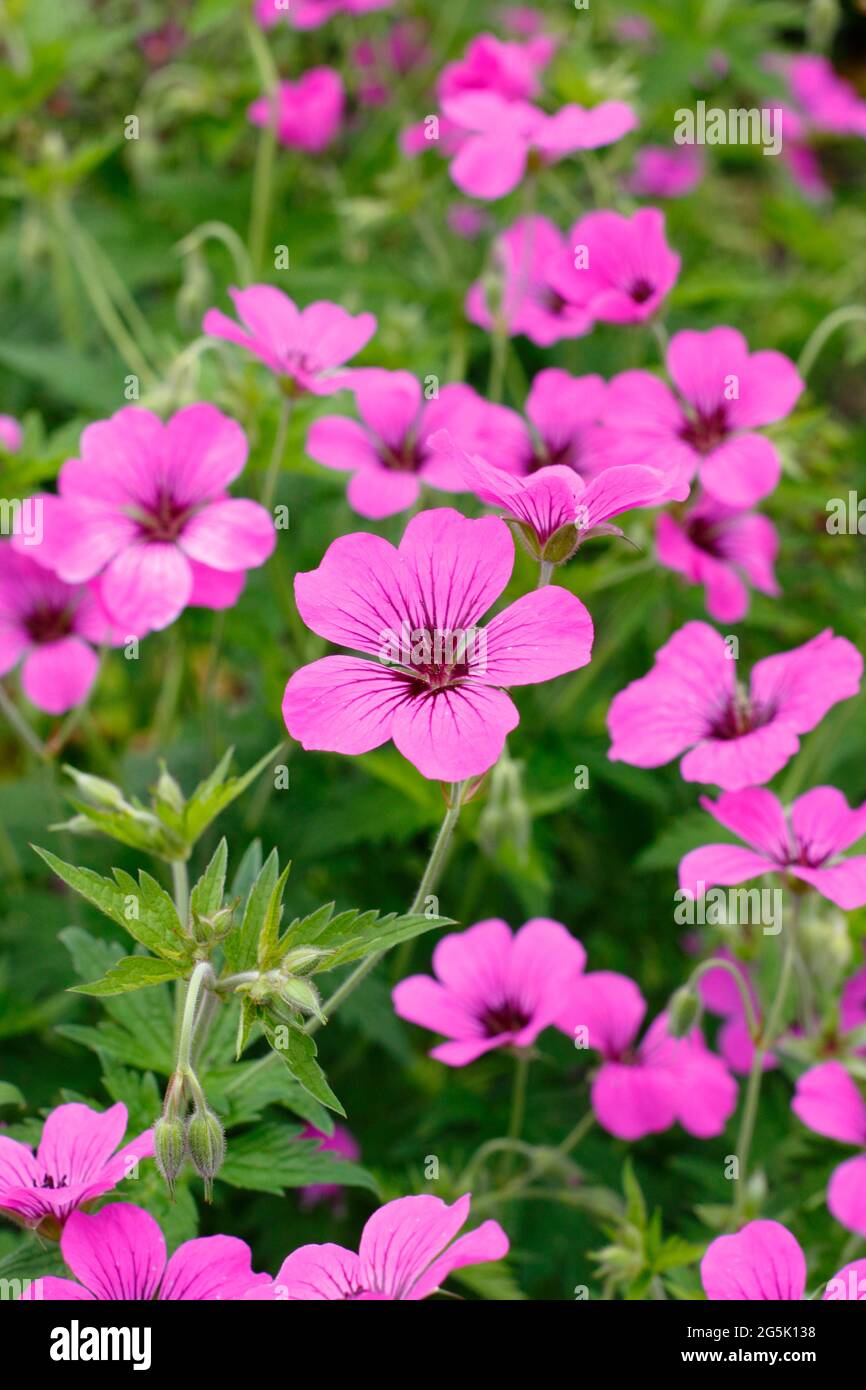 Geranium 'Patricia' displaying characteristic deep pink blooms Stock ...