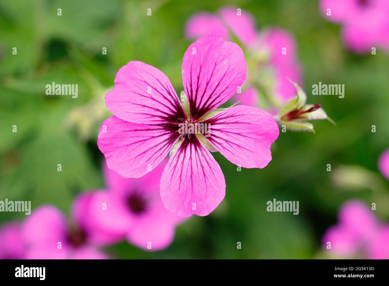 Geranium 'Patricia' displaying characteristic deep pink blooms Stock ...