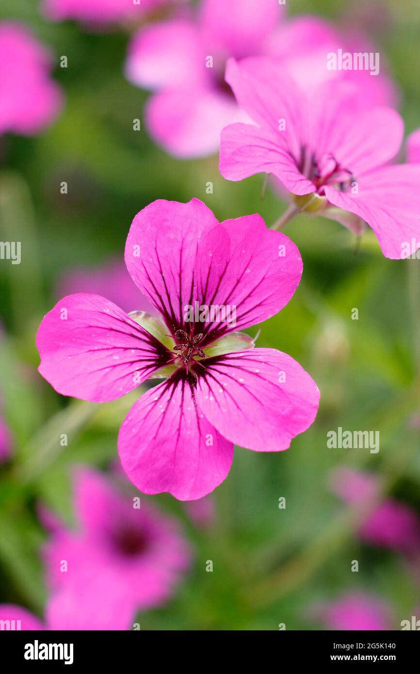 Geranium 'Patricia' displaying characteristic deep pink blooms Stock ...