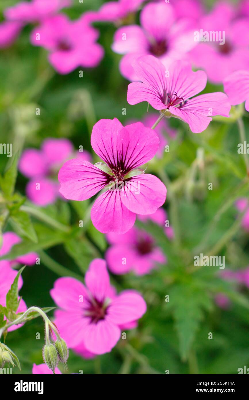 Geranium 'Patricia' displaying characteristic deep pink blooms Stock ...
