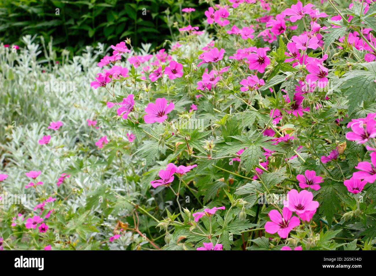Geranium 'Patricia' in a garden border displaying characteristic deep ...