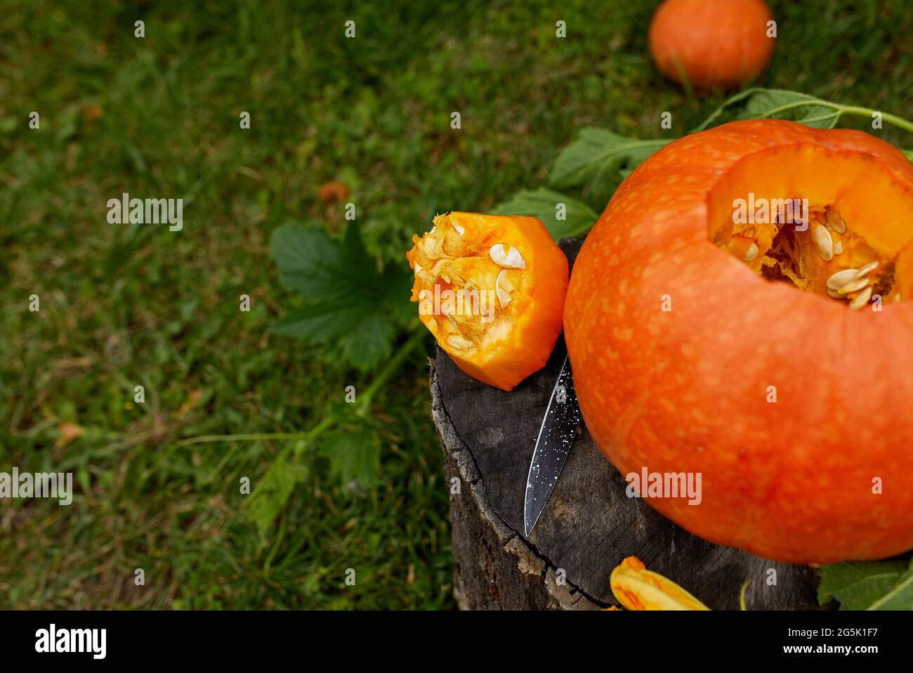Pumpkin on stump in the wood, garden, outdoor, near knife, before ...