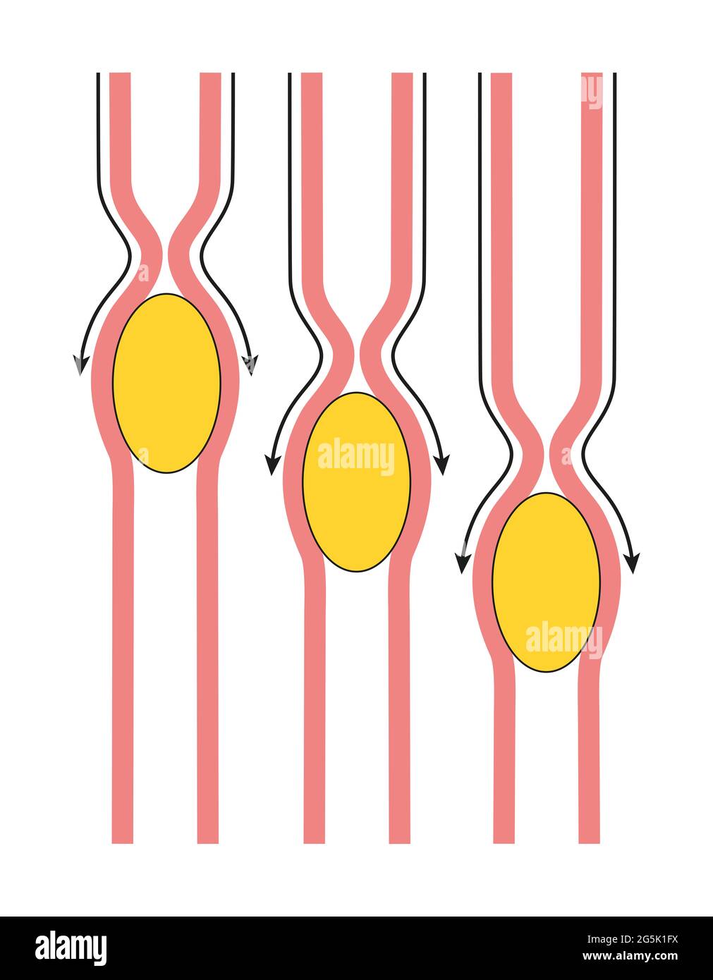 Peristalsis diagram Cut Out Stock Images & Pictures - Alamy