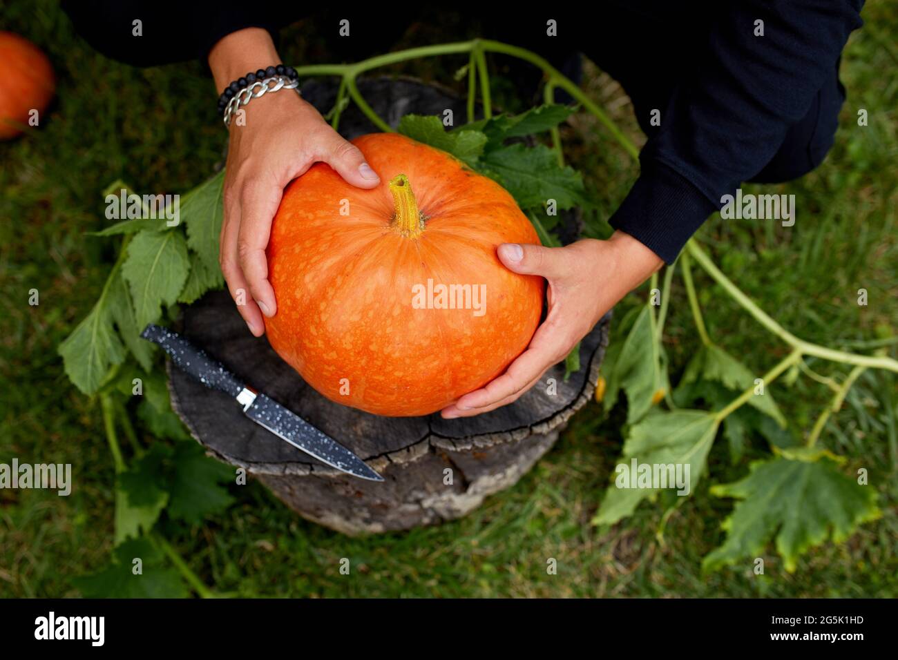 Man hands hold pumpkin before carving for Halloween, Prepares Jack o ...