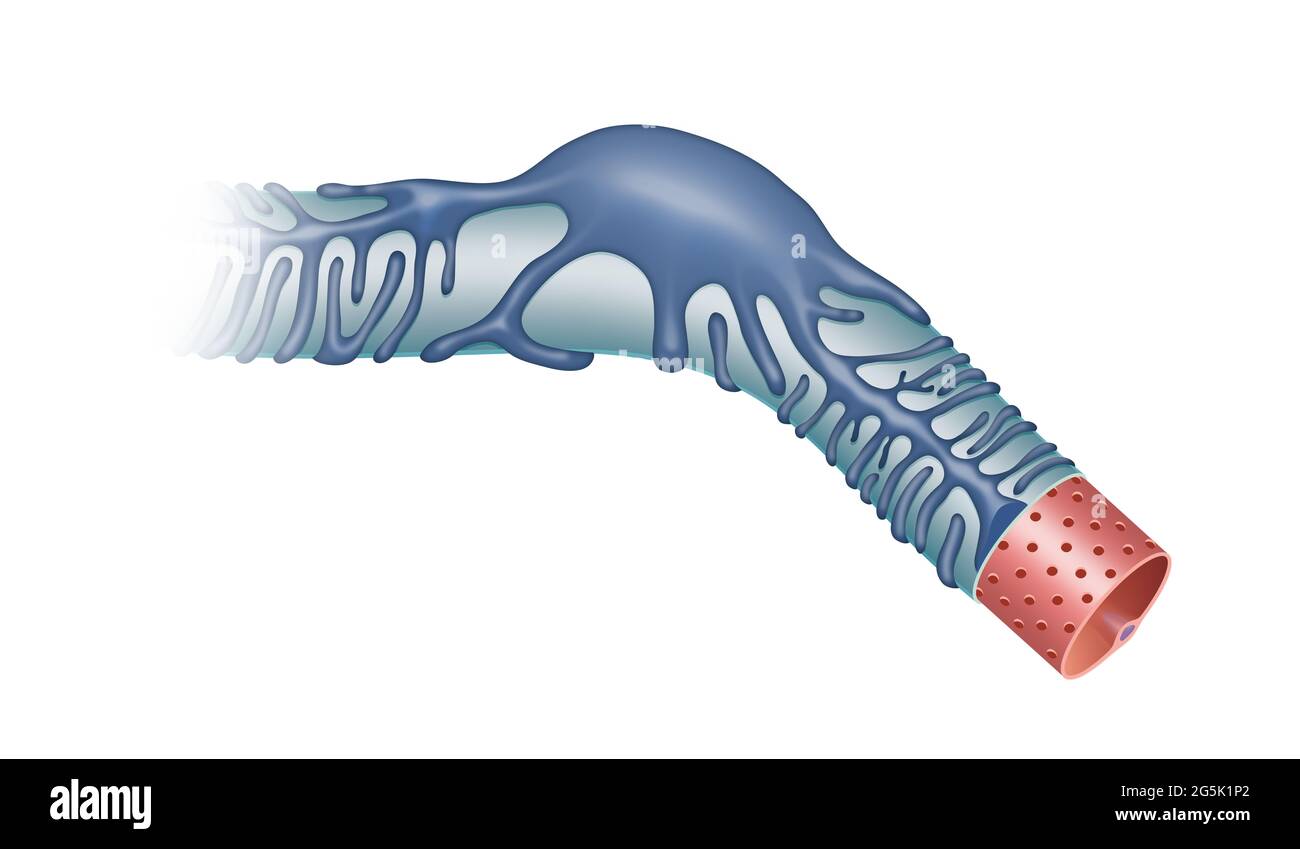 Kidney. Podocytes are cells in the Bowman's capsule Stock Photo - Alamy