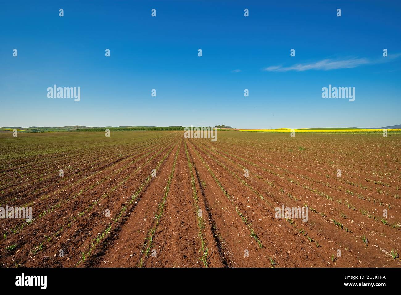 plain of Thessaly, field sown with corn at an early stage. Greece Stock ...