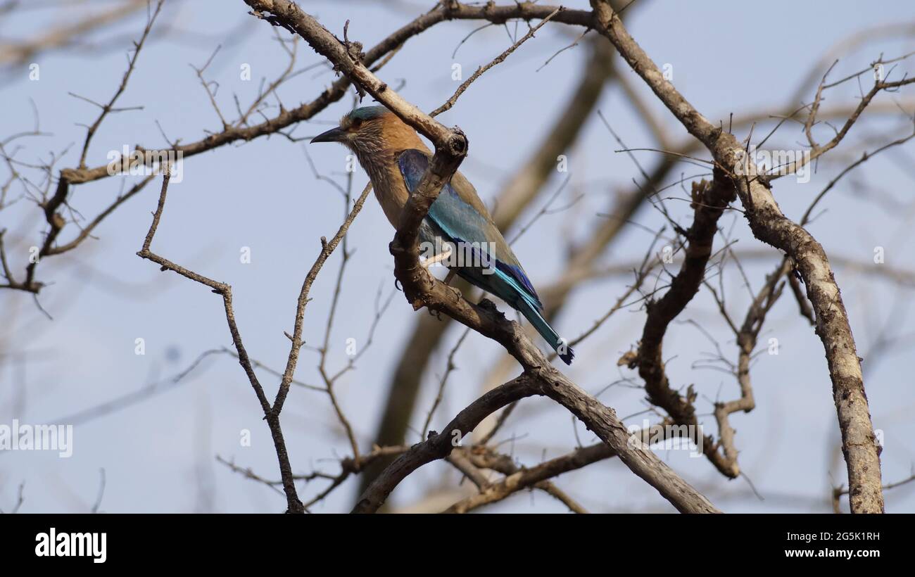 Bird on tree top Stock Photo - Alamy