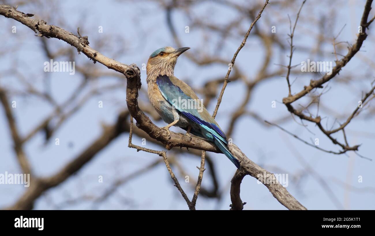 Blue bird sitting on top of tree Stock Photo - Alamy