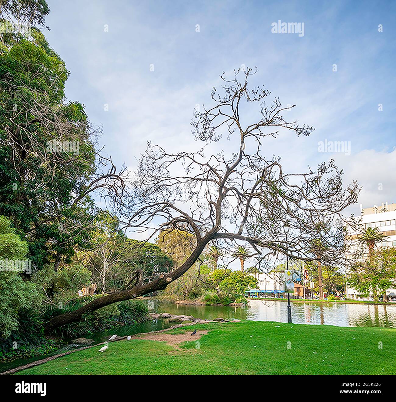Leaning tree in a beautiful park with birds palm trees ponds waterfalls ...