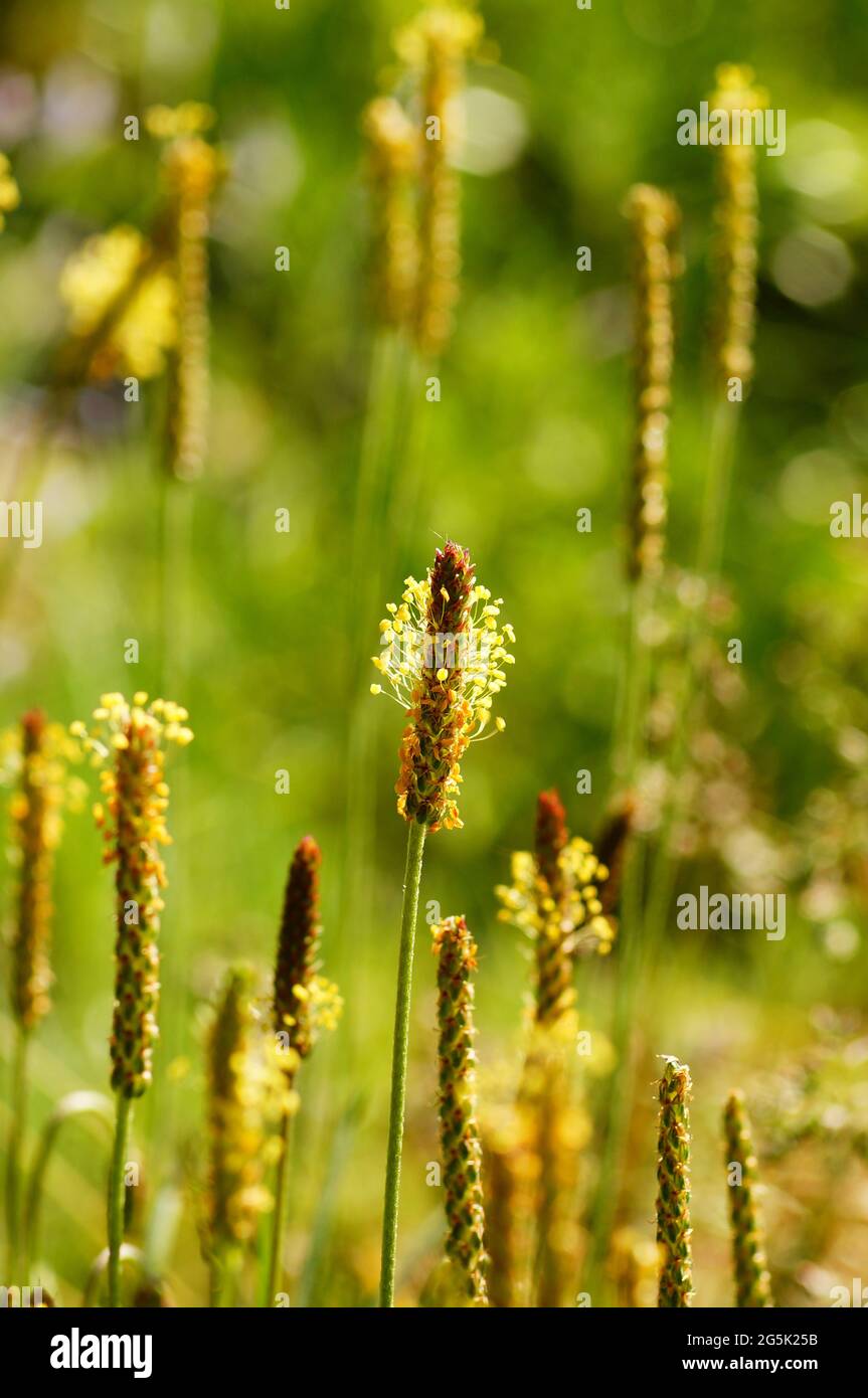 Flowers of a plantain species in a botanical garden Stock Photo - Alamy