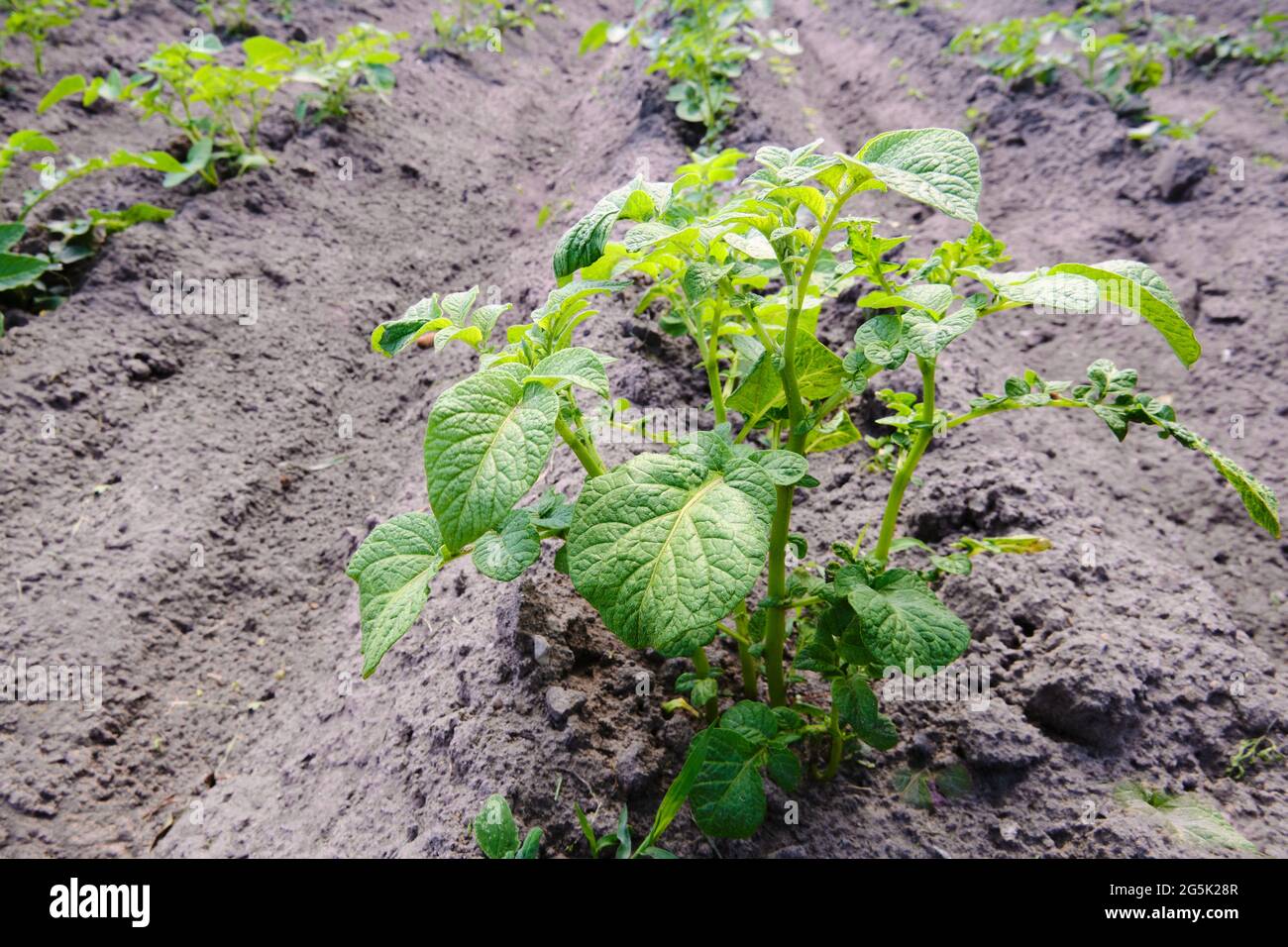 green potato bush on the bed, household, vegetables, close-up Stock ...