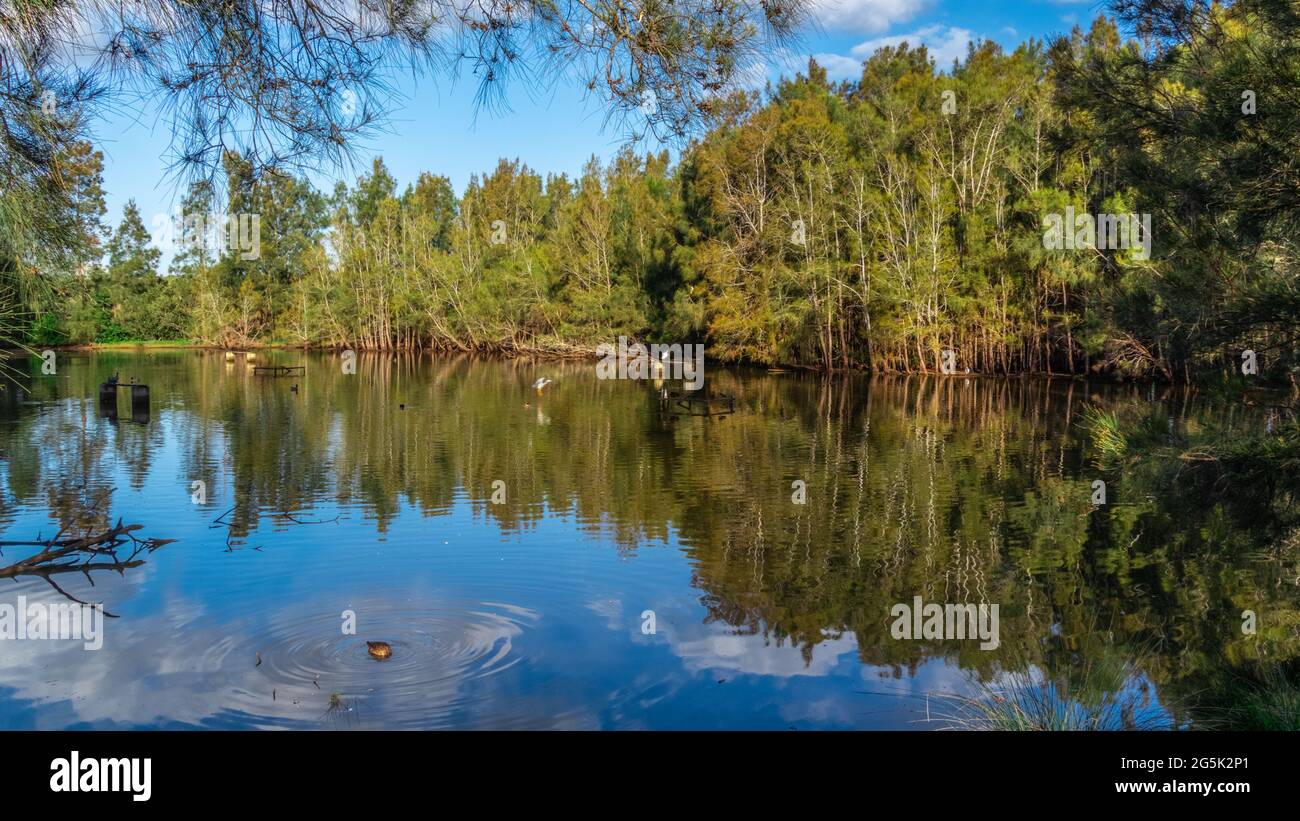 Views of wildlife and bushland on Parramatta river foreshore Sydney NSW ...