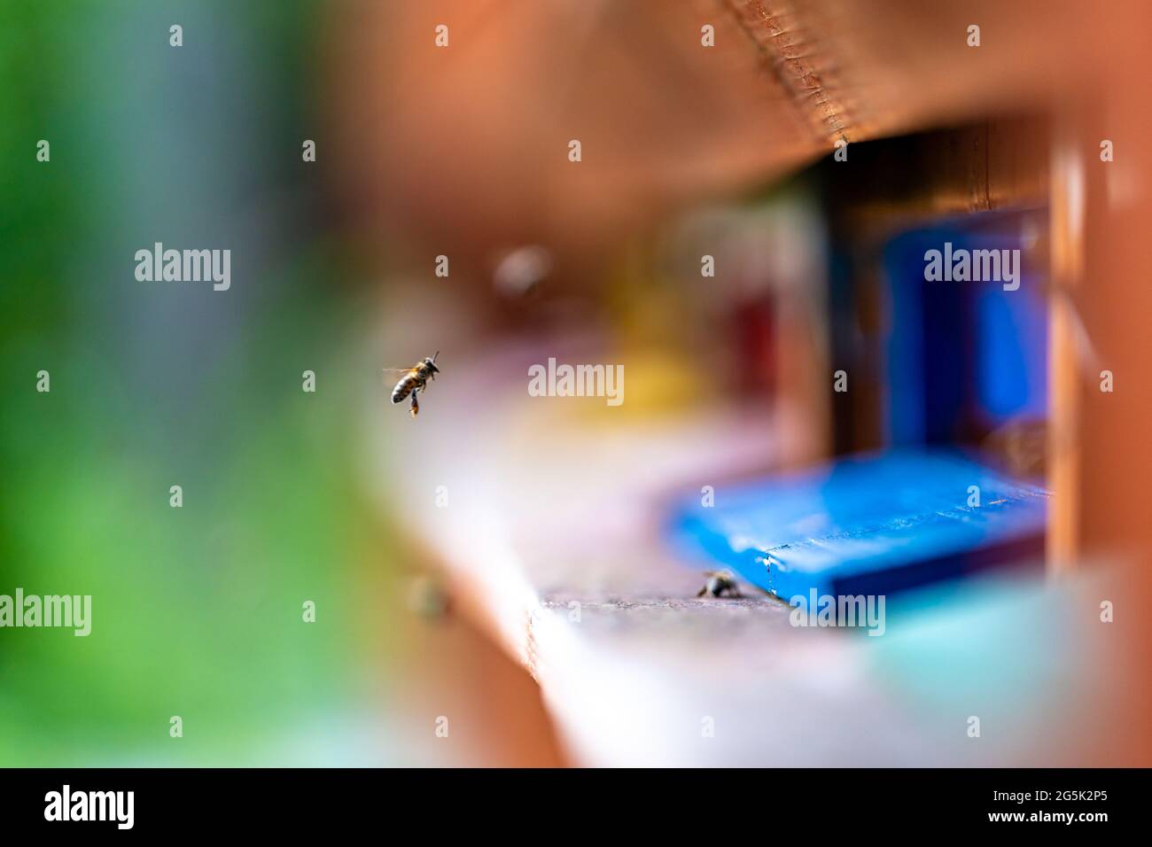 bees flying into the hive from the green meadow Stock Photo - Alamy