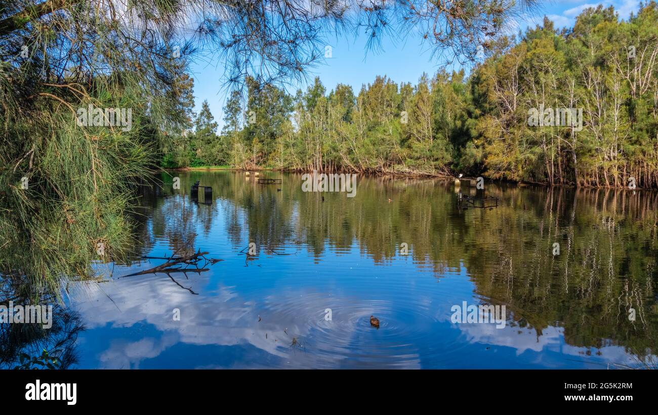 Views of wildlife and bushland on Parramatta river foreshore Sydney NSW ...