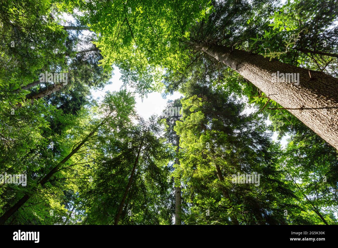 Forest wide angle landscape in summer, tree canopy photo Stock Photo ...