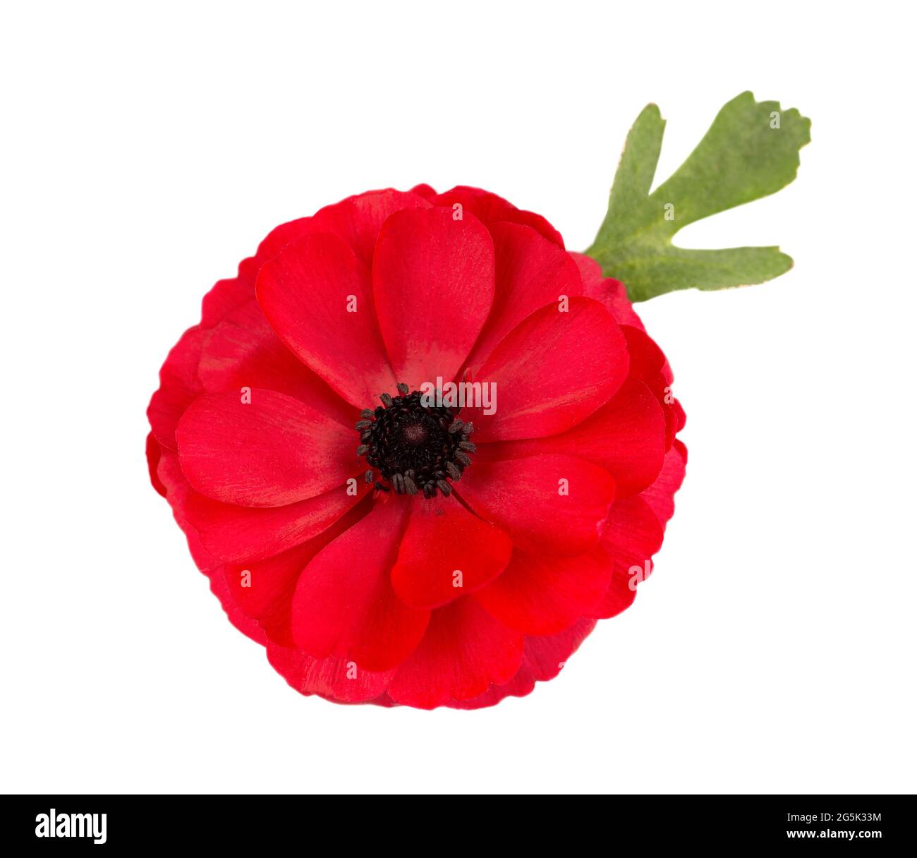 Red ranunculus asiaticus flower isolated on white background. Persian ...