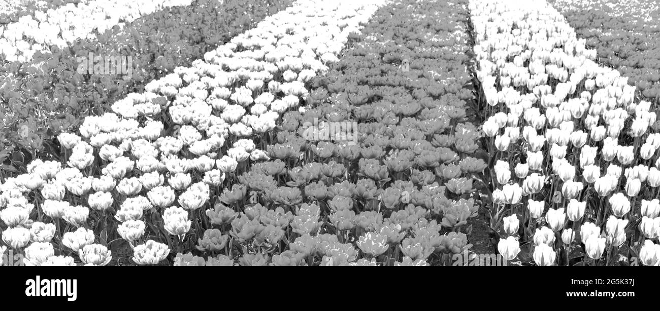 Holland lisse Black and White Stock Photos & Images - Alamy