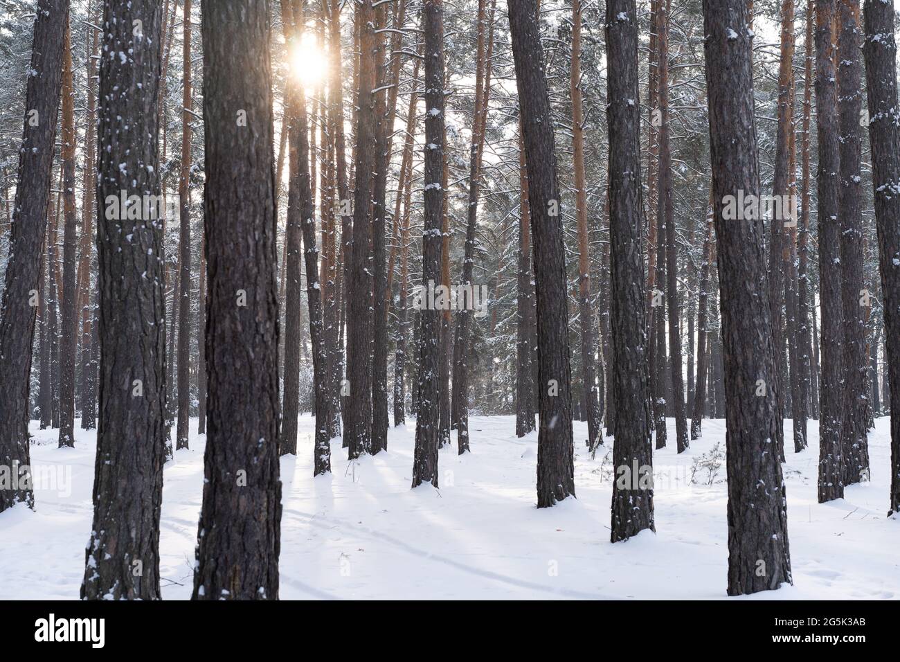 Early spring landscape of the snow in the pine forest. Landscape only ...