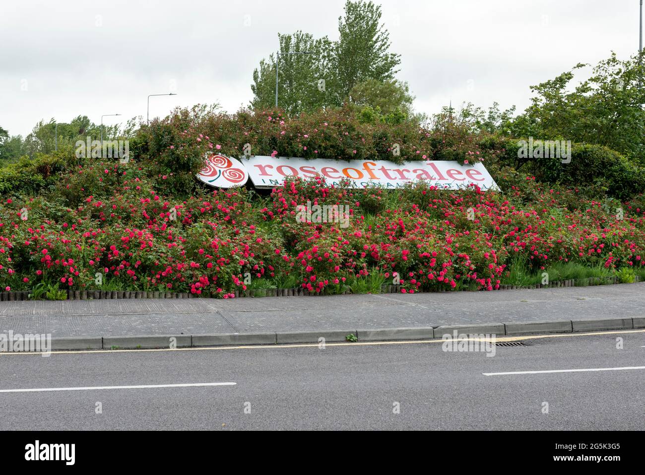 Rose of Tralee International Festival banner and roses at the ...