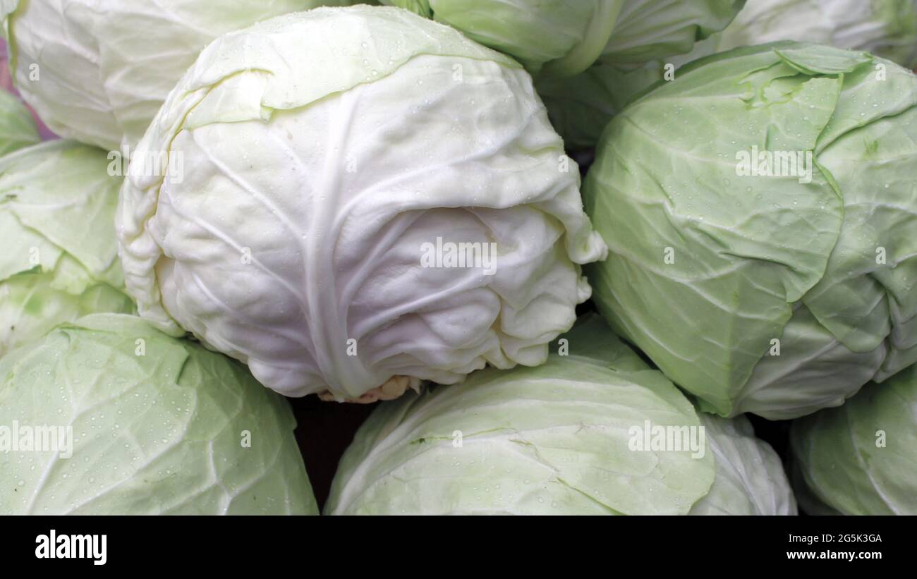 A group of cabbage. White cabbage background, fresh cabbage, healthy ...