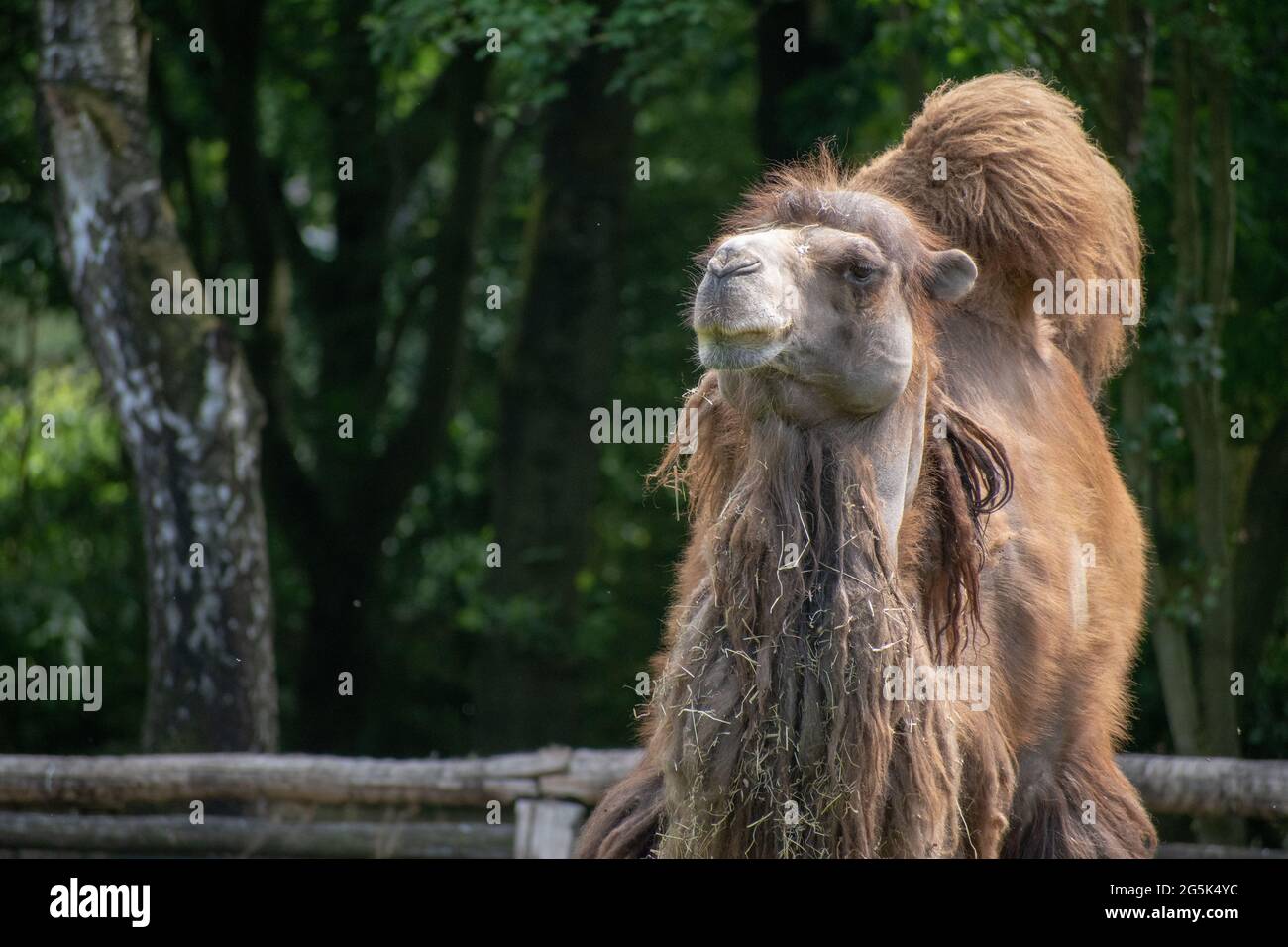 Hairy camel hi-res stock photography and images - Alamy