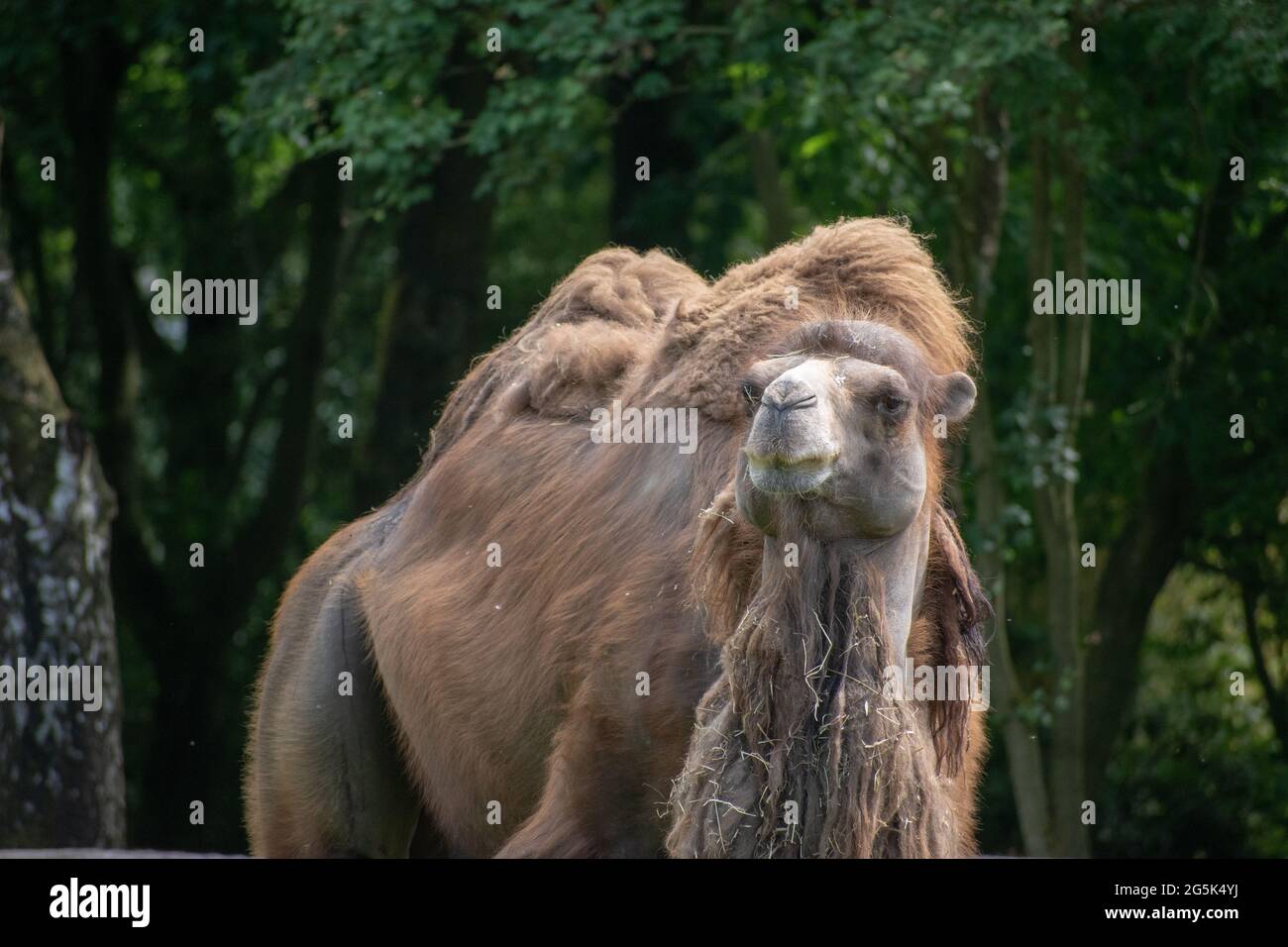 Hairy camel hi-res stock photography and images - Alamy