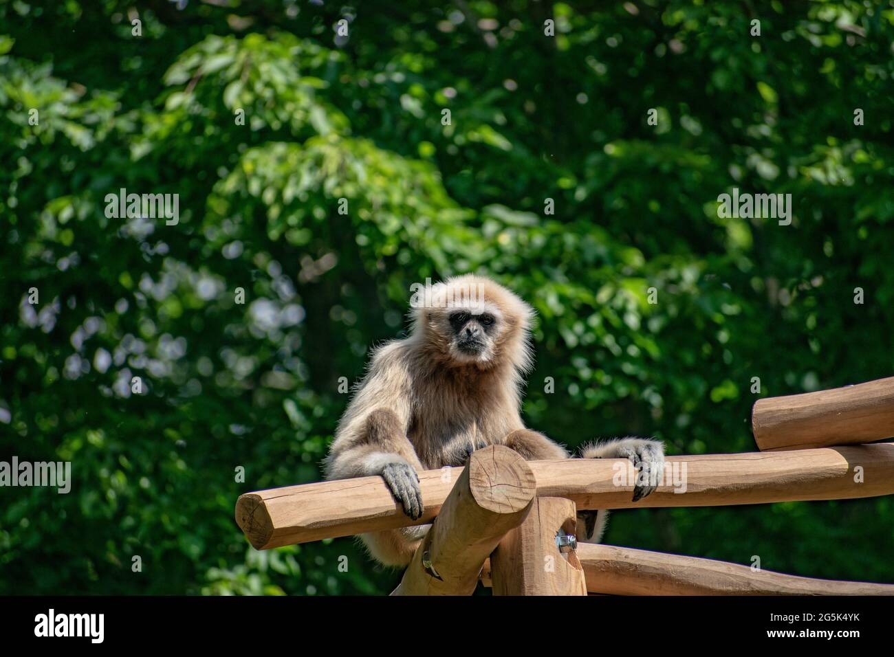 Lar gibbon monkey on wooden stick Stock Photo - Alamy